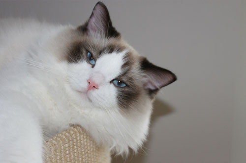 Cattery La Belleza Ragdolls